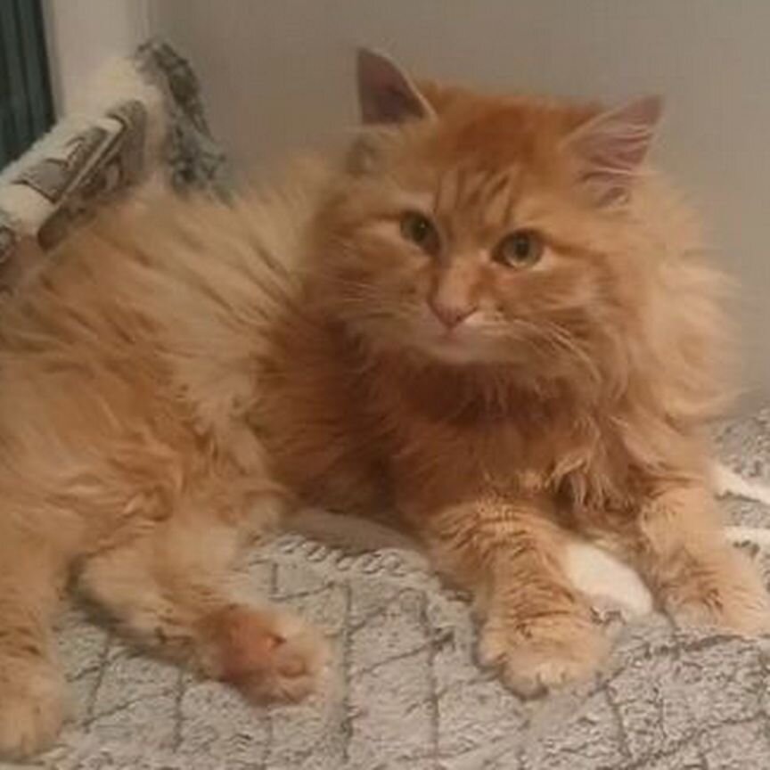 Взрослый кот в добрые руки