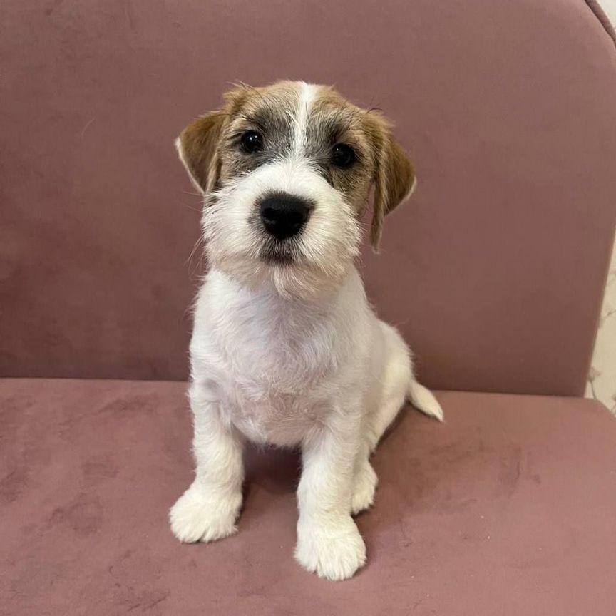 Джек-рассел-терьер, щенок