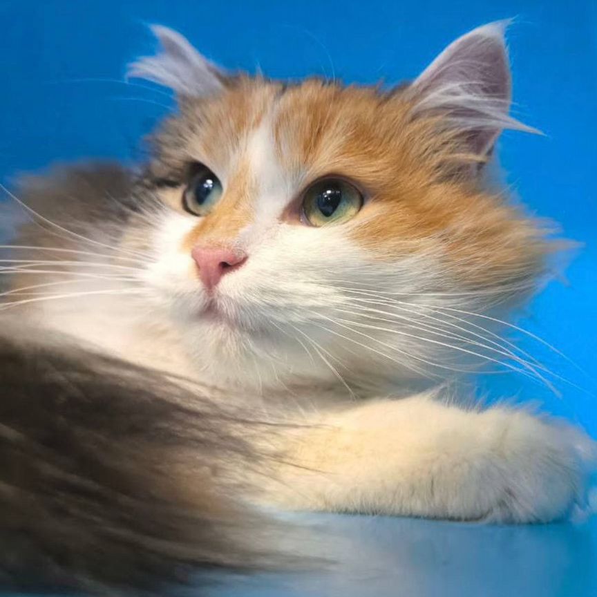 Взрослая, кошка в добрые руки