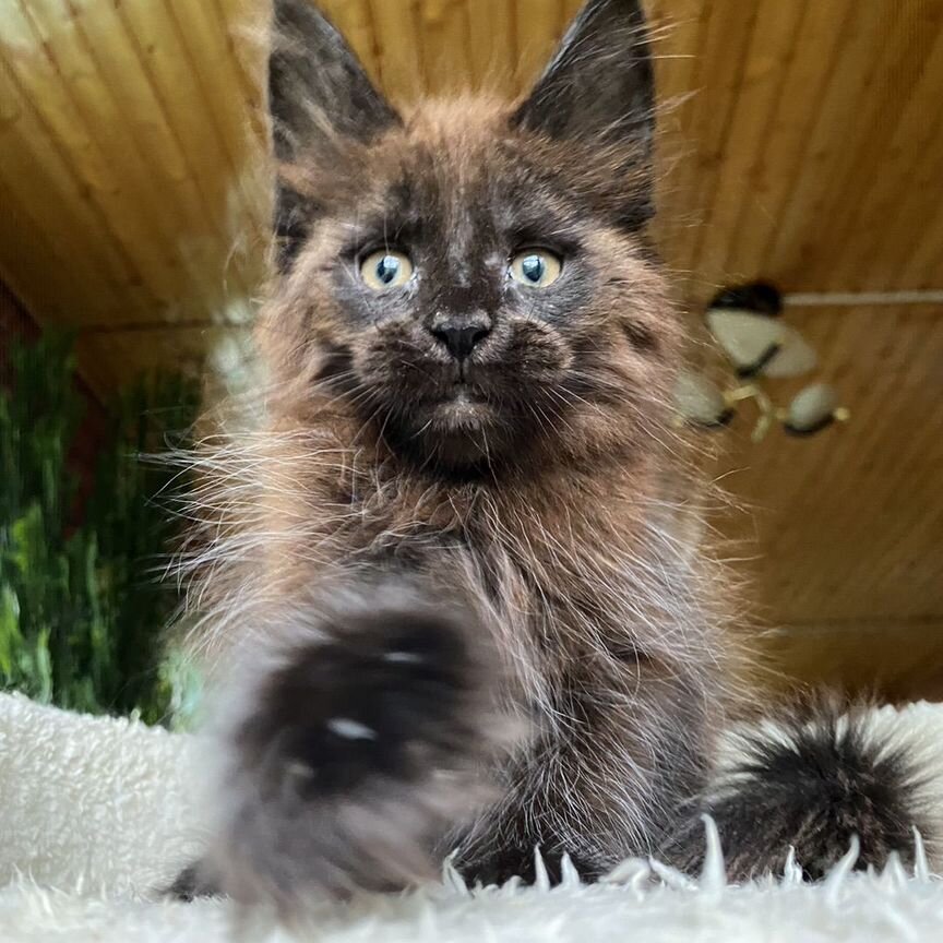 Мейн-кун медвежонок