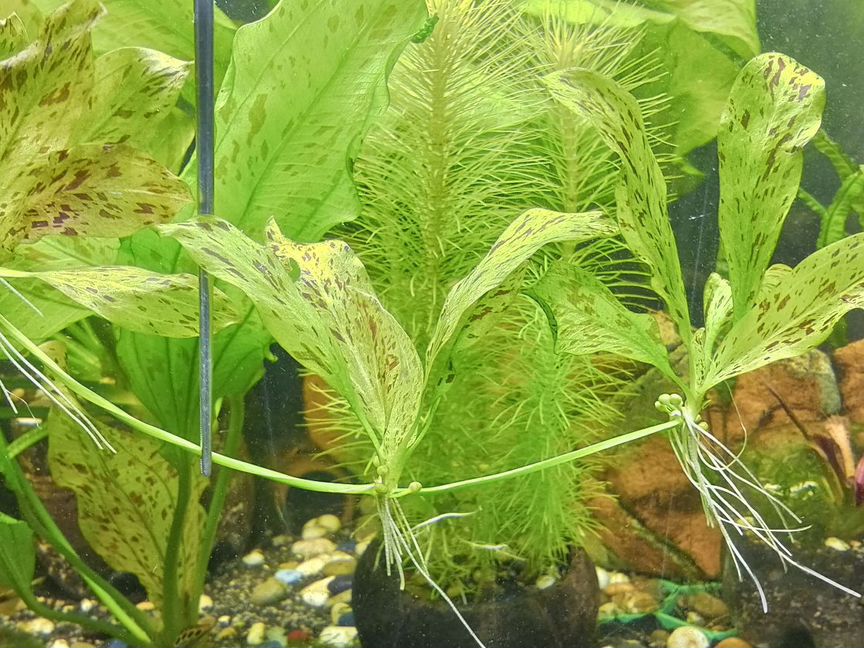Аквариумные растения