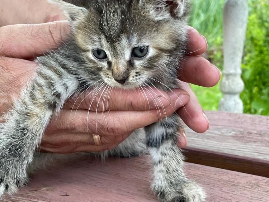 Котенок