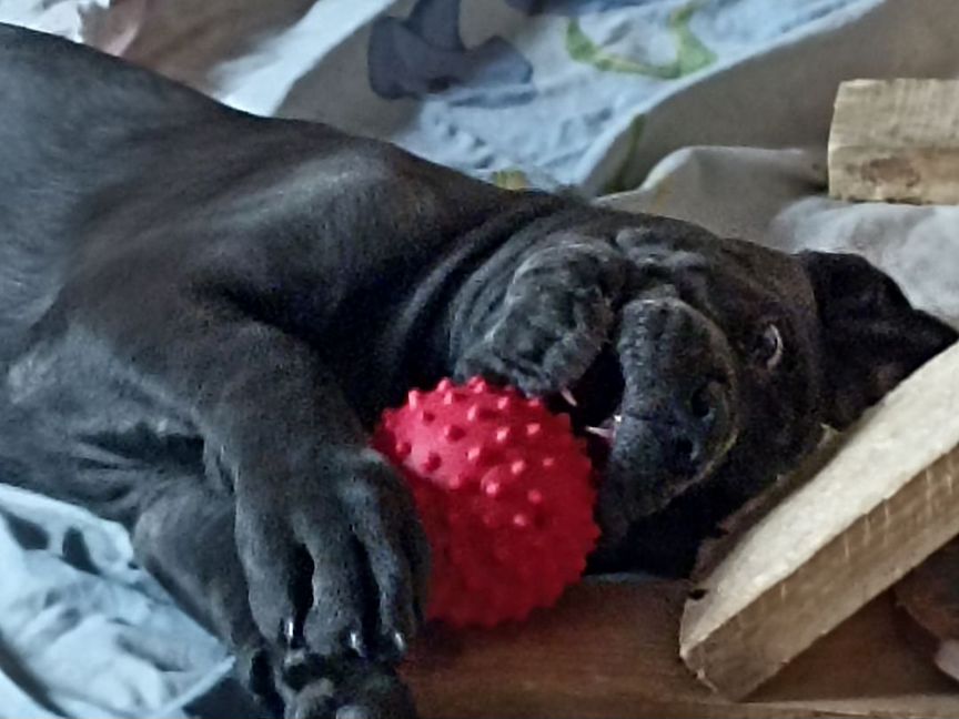 Кане корсе щенок