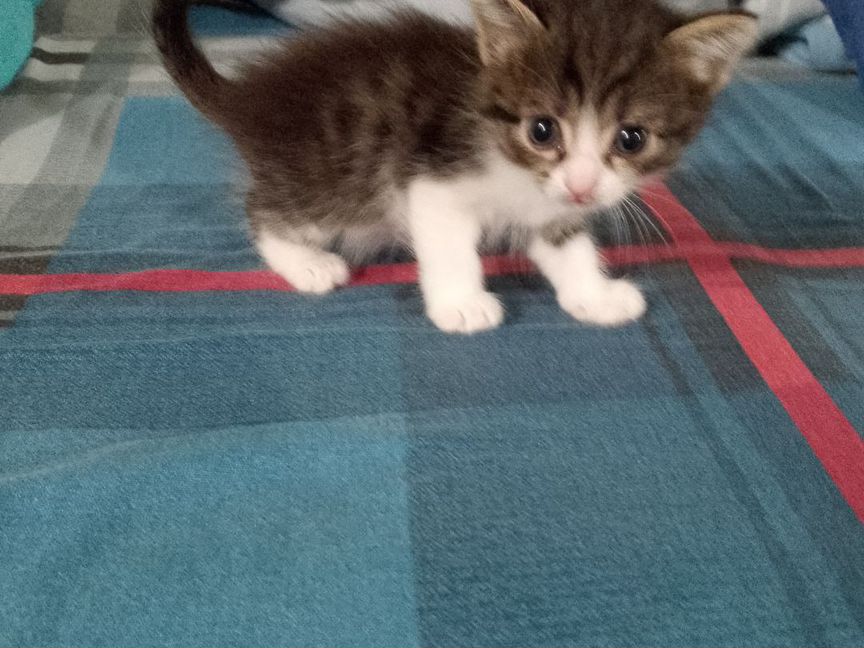 Котята в добрые руки бесплатно