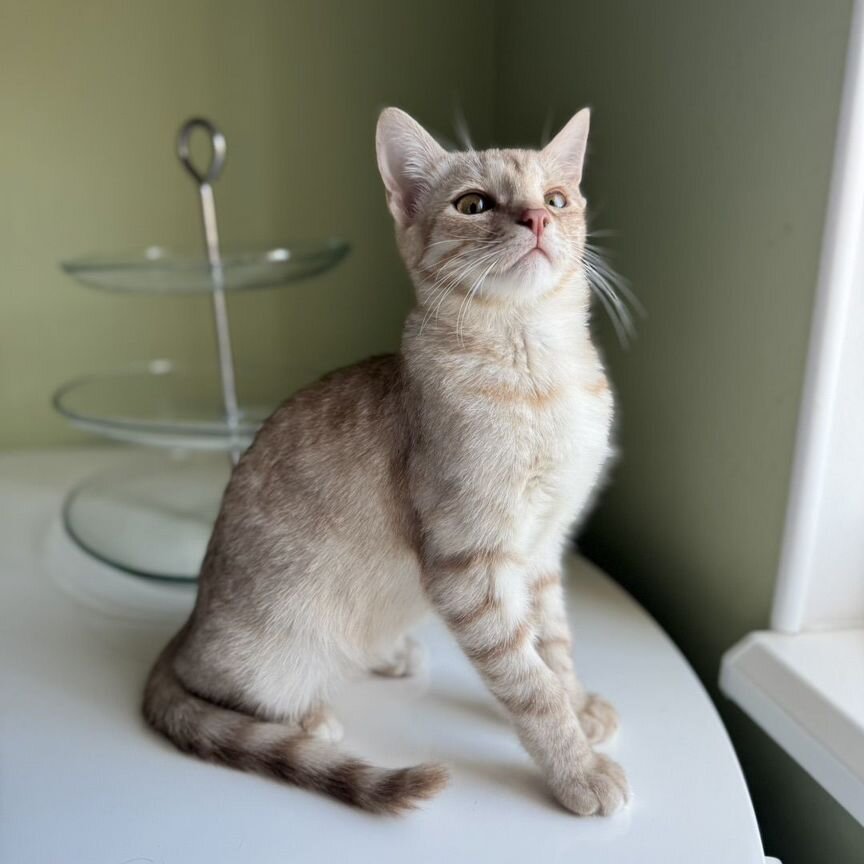 Котенок ищет дом