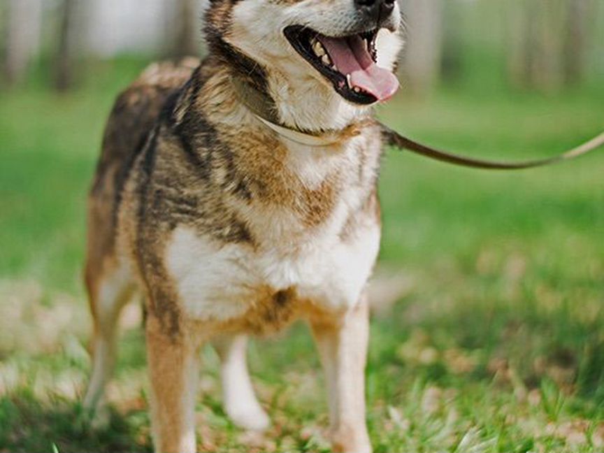 Лада из приюта мечтает о доме