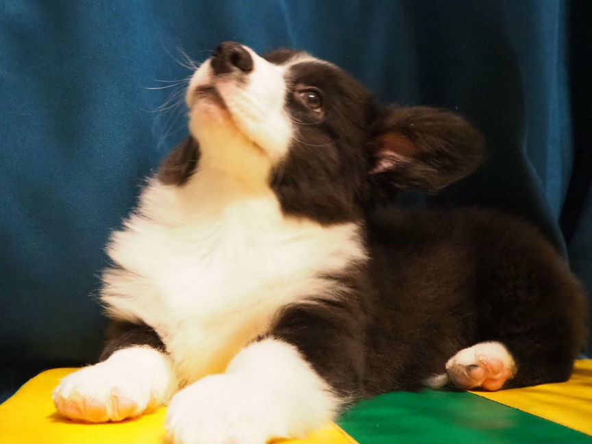 Щенки Вельш корги кардиган