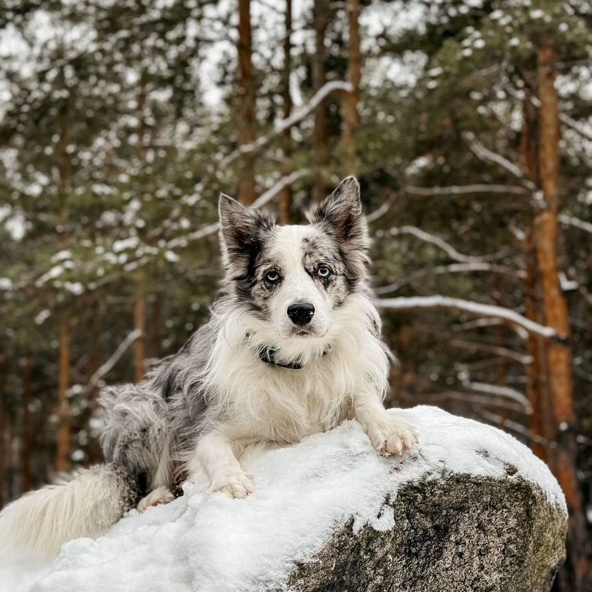 Трекер для собак Petsee