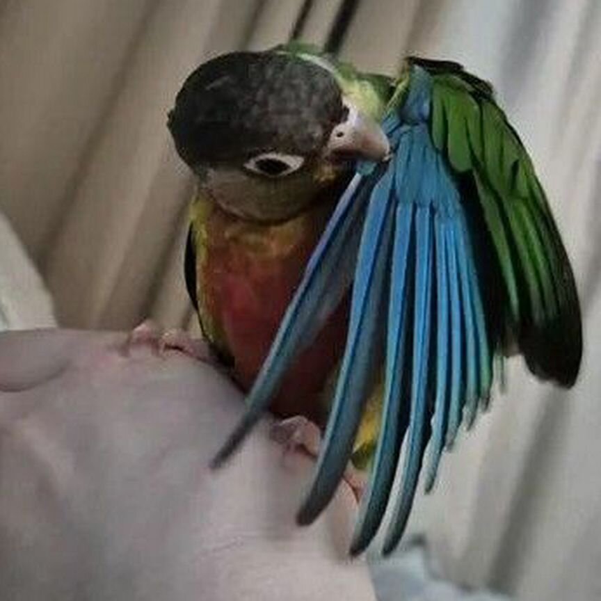 Попугай пиррура ручной птенец выкормыш
