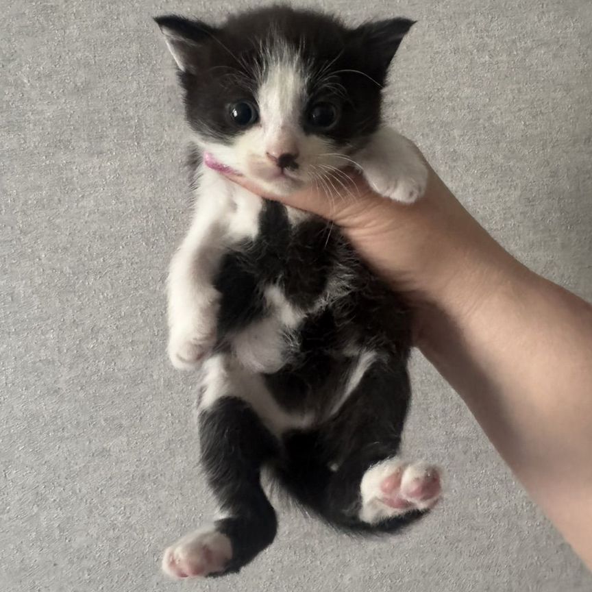 Котёнок в добрые руки