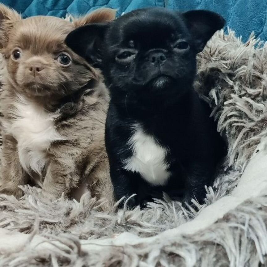 Чихуахуа, щенок