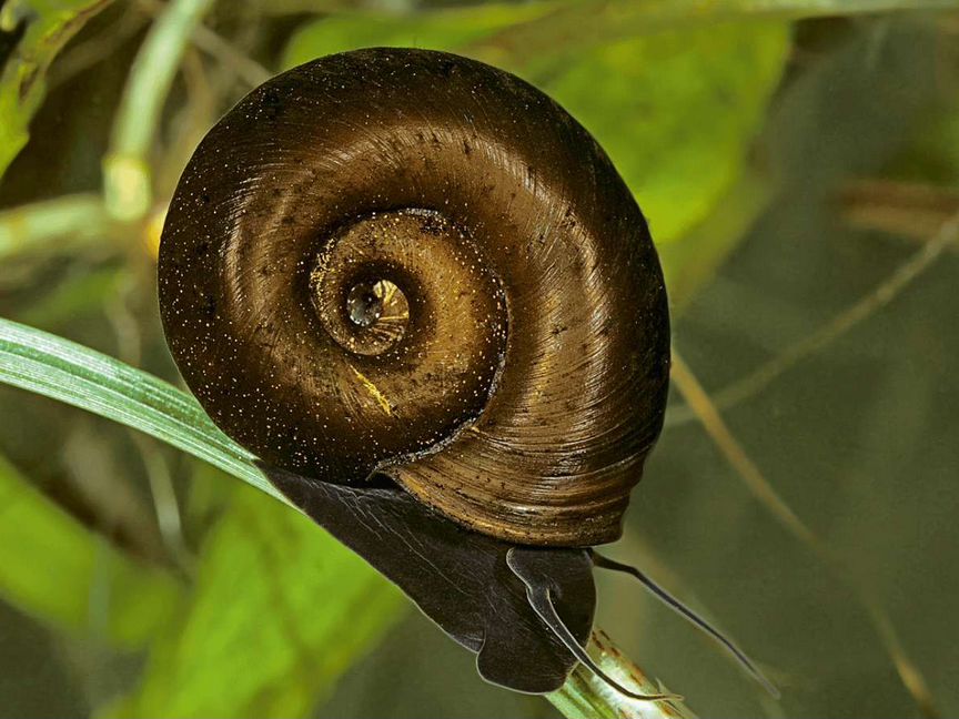 Улитки катушки бесплатно