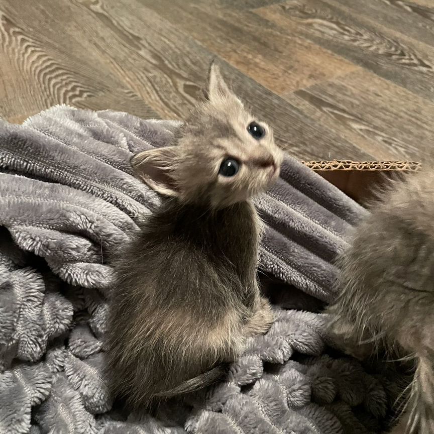 Котята тигриные львы