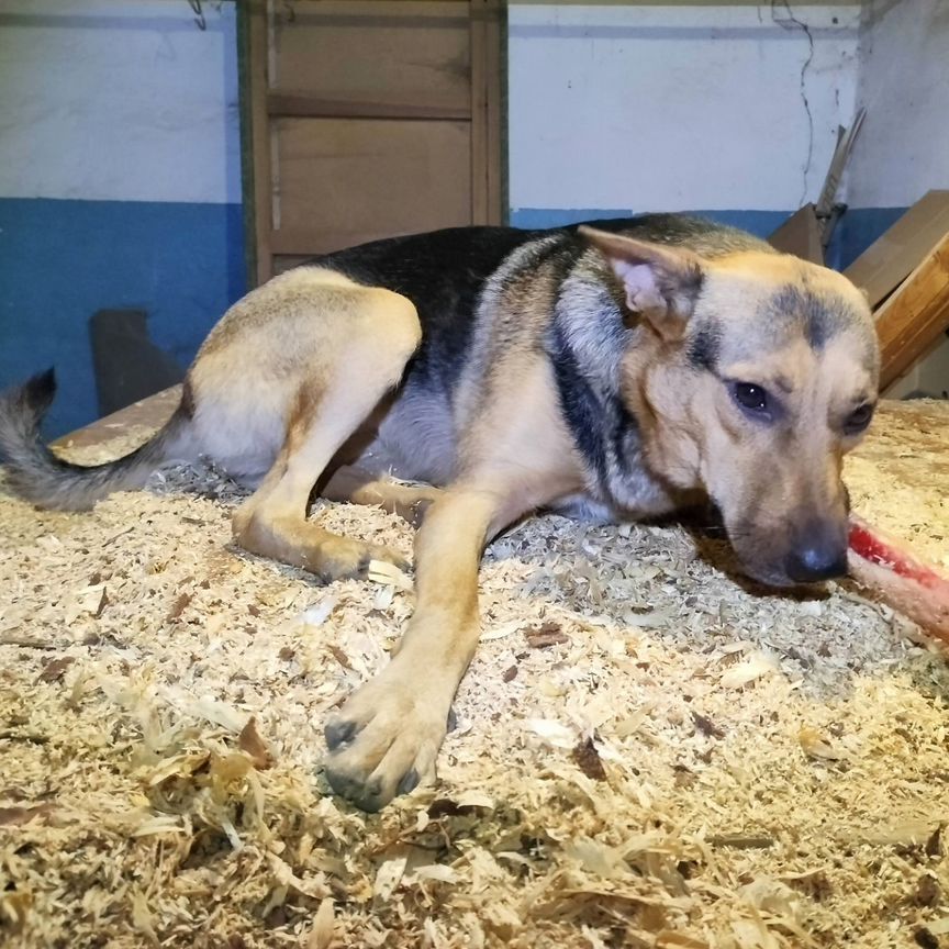 Взрослая собака в добрые руки