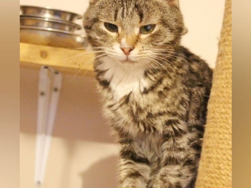 Котик угасает