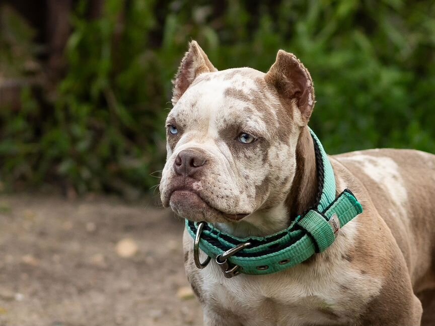 Американский булли - прекрасные малышки мерль