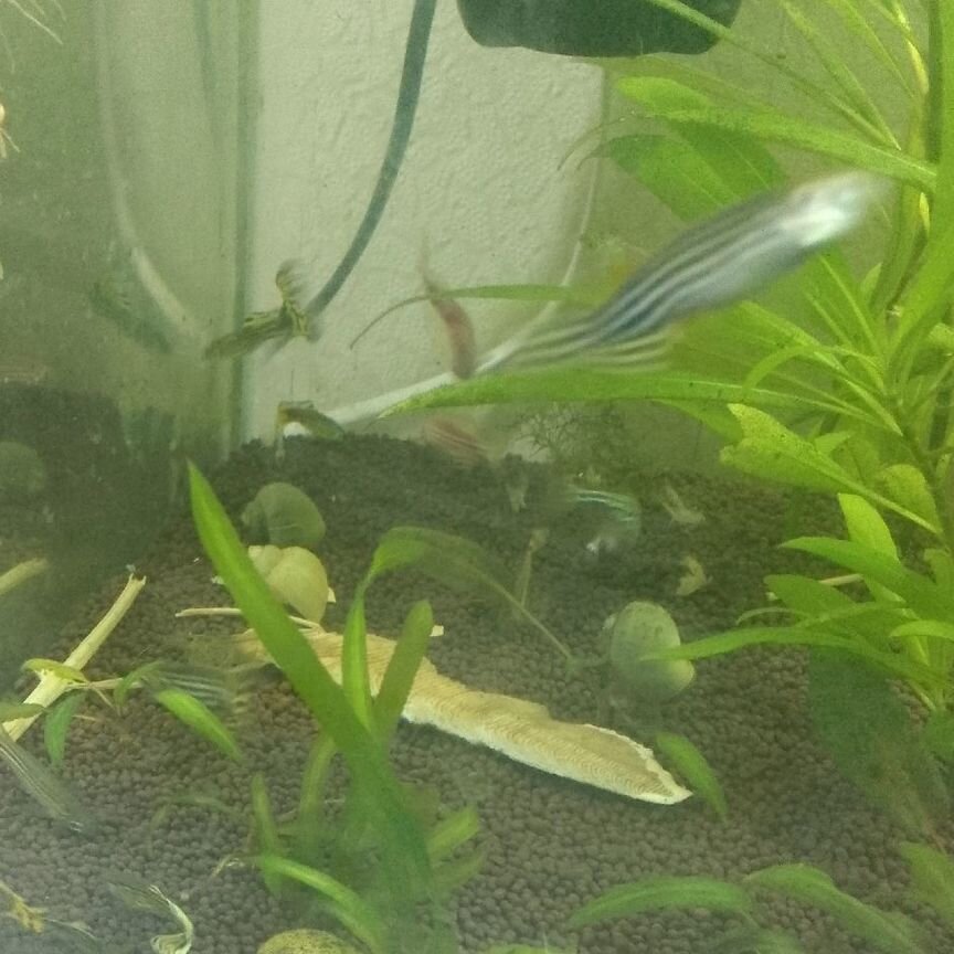 Аквариумные рыбки бесплатно