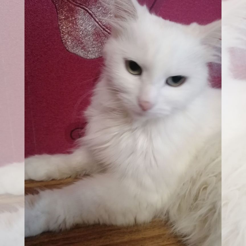 Белоснежка в добрые руки