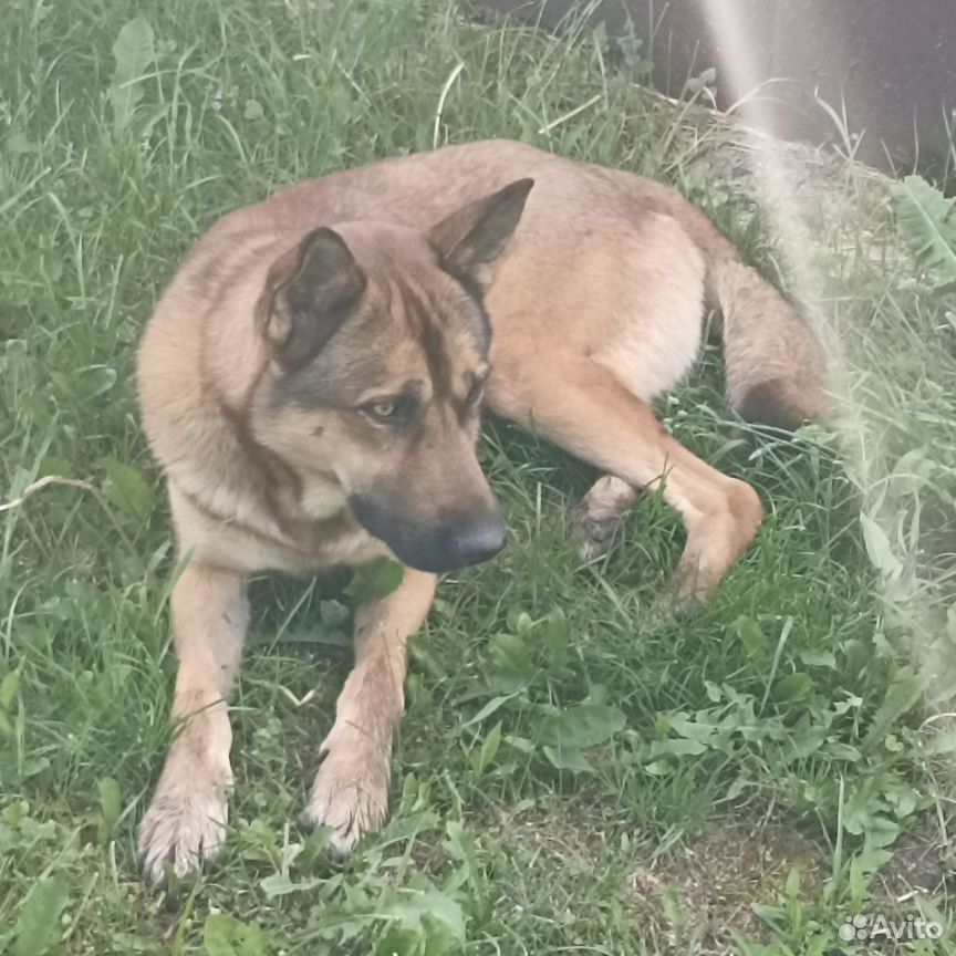 Собака в добрые руки отдам бесплатно