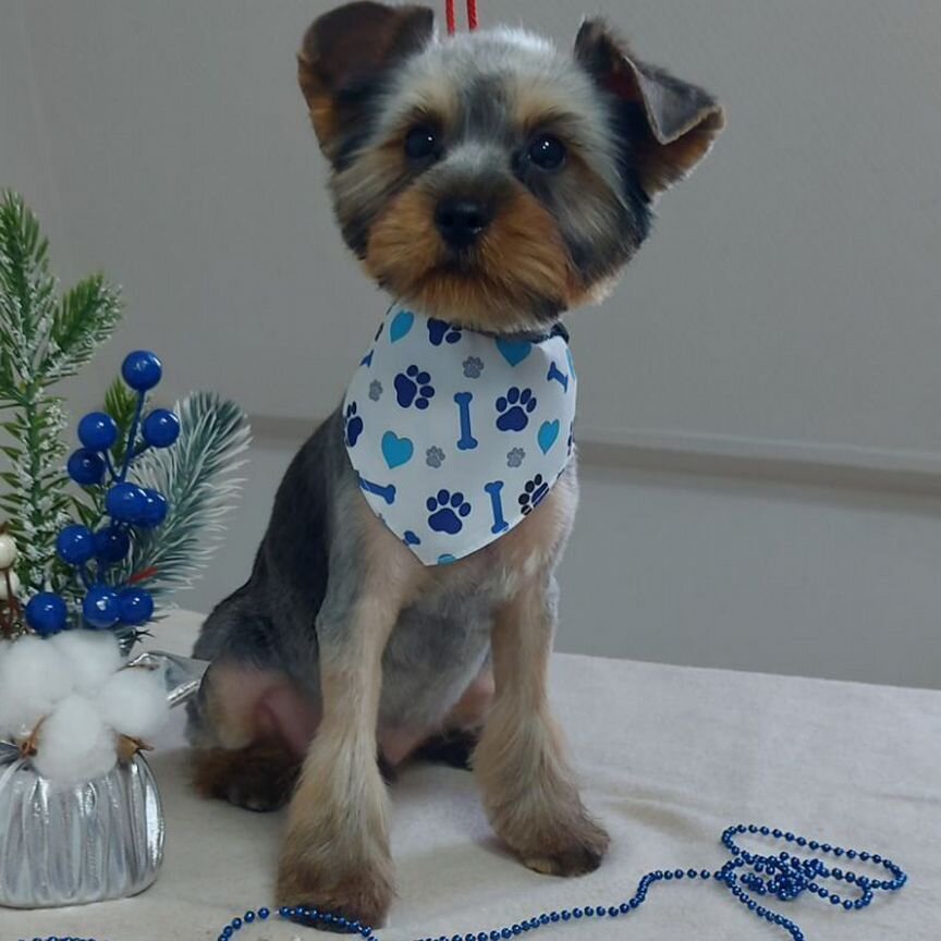 Йоркширский терьер, щенок