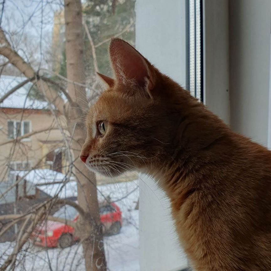 Кошечка ищет дом и заботливого хозяина