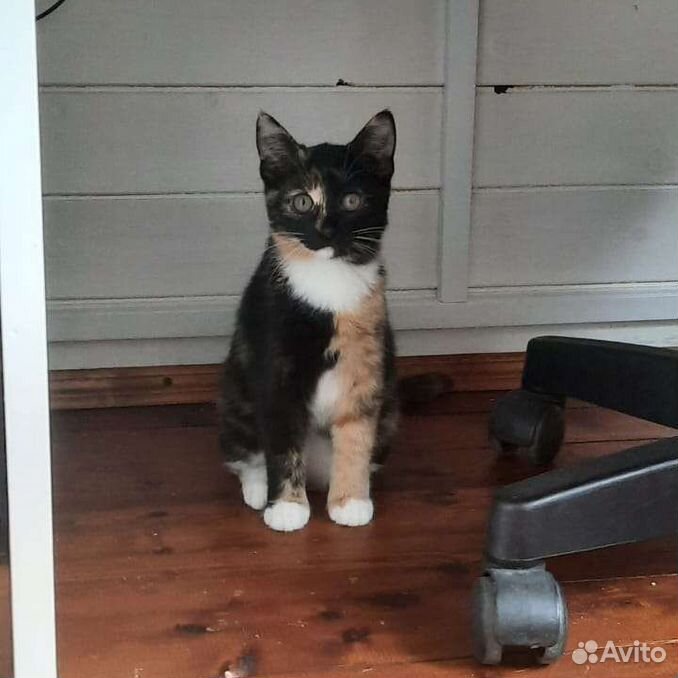 Котенок Ксюша в добрые руки