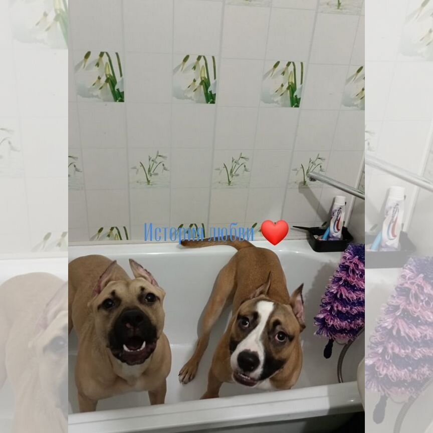 Щенки стаффорда