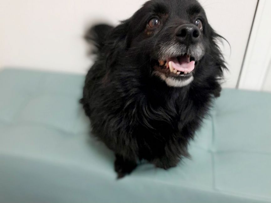 Ищет добрые руки