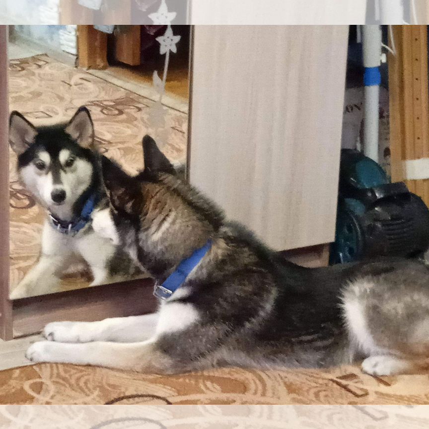 Отдам бесплатно собаку