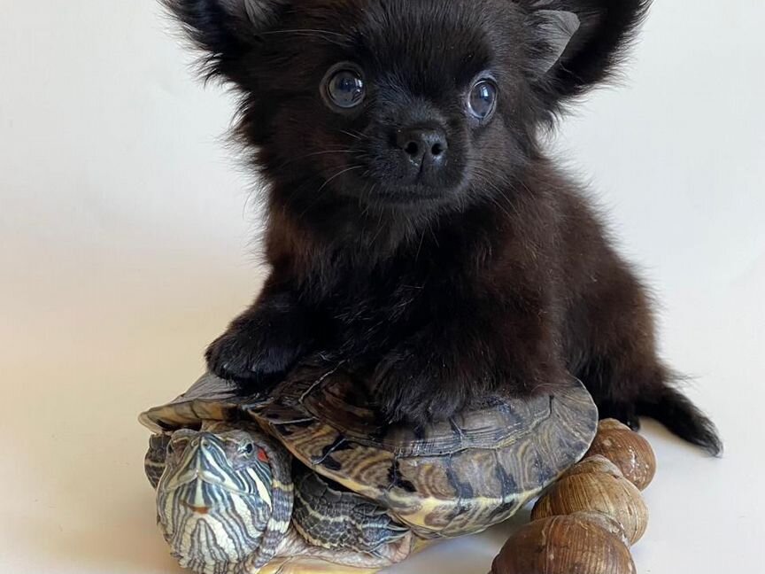 Щеночек чихуахуа