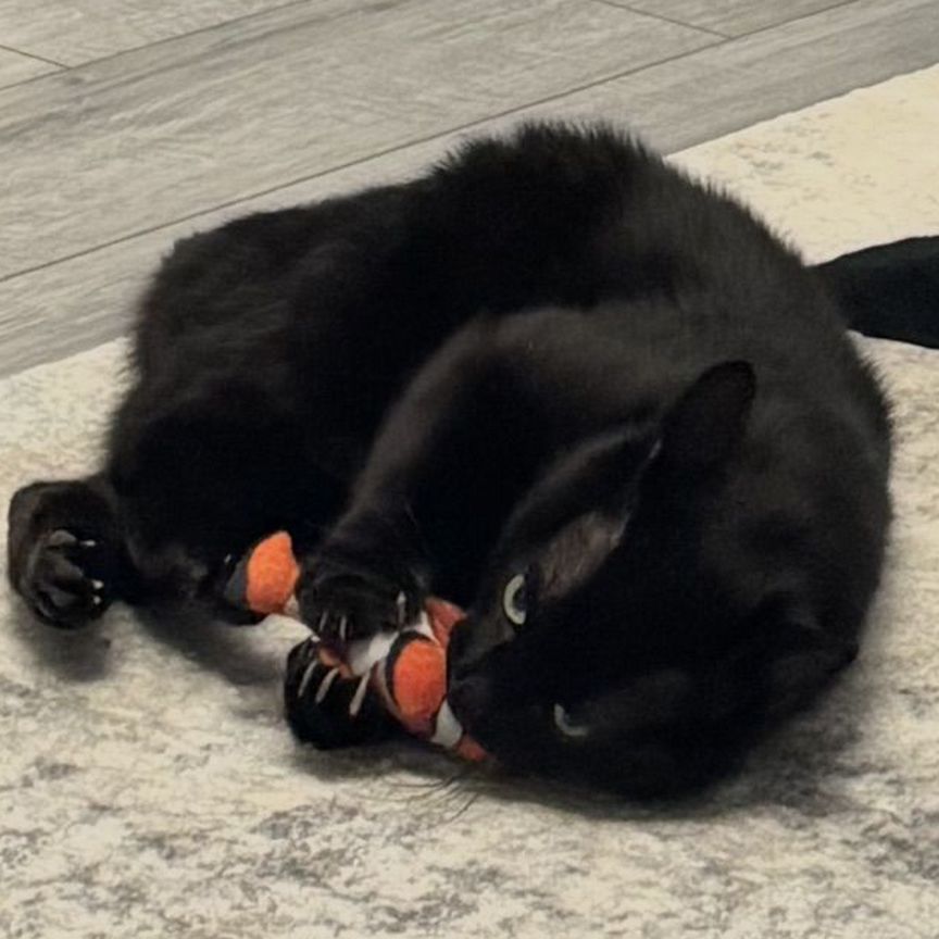 Отдам в добрые руки