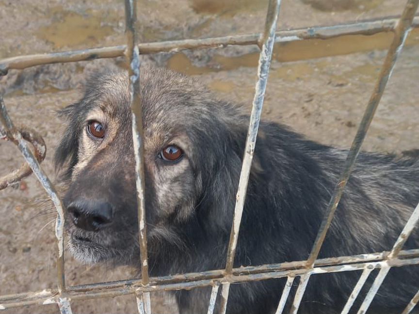 Загляни в мои глаза, жду тебя добрый человек