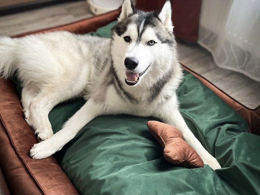 Лежанки для животных