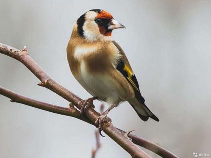 Птицы Урала