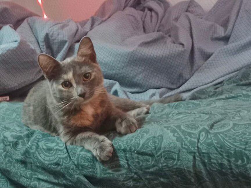 Котята мейн-кун в добрые руки