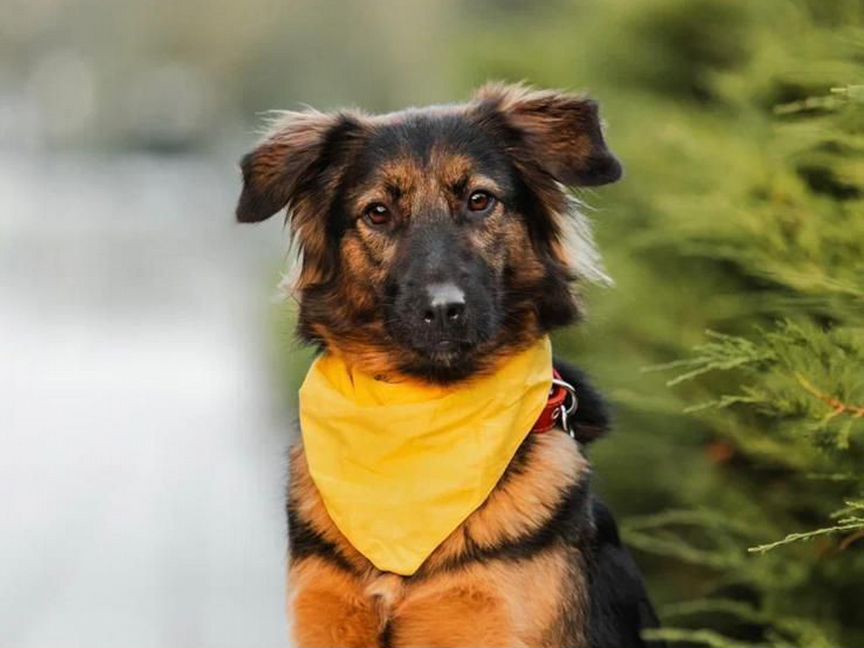 Контактная и ласковая собачка Лекси