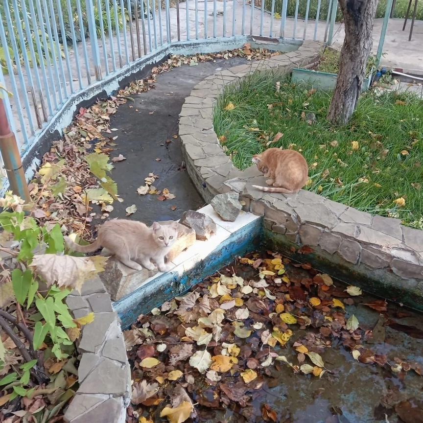 Пристраиваются в добрые руки