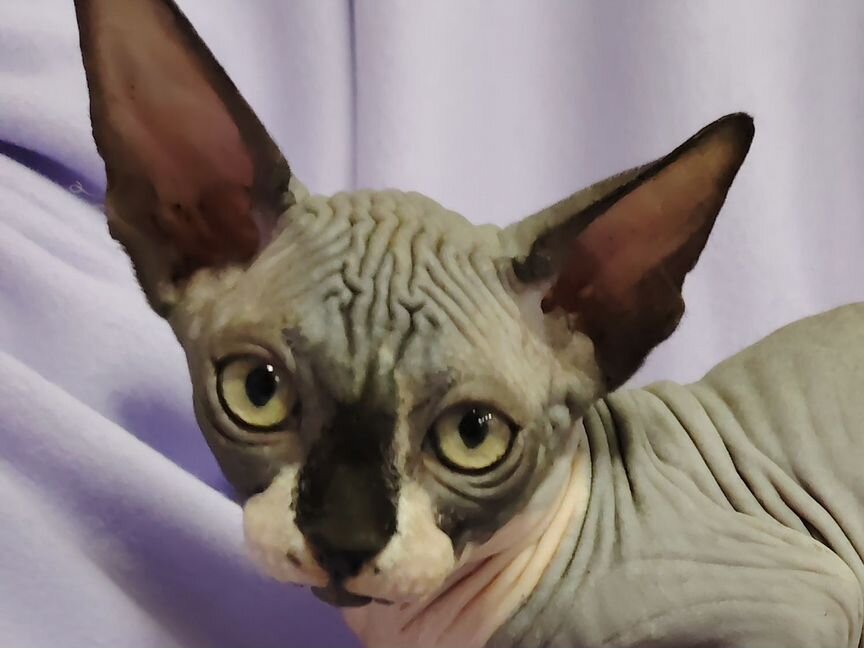 Бомбические детки