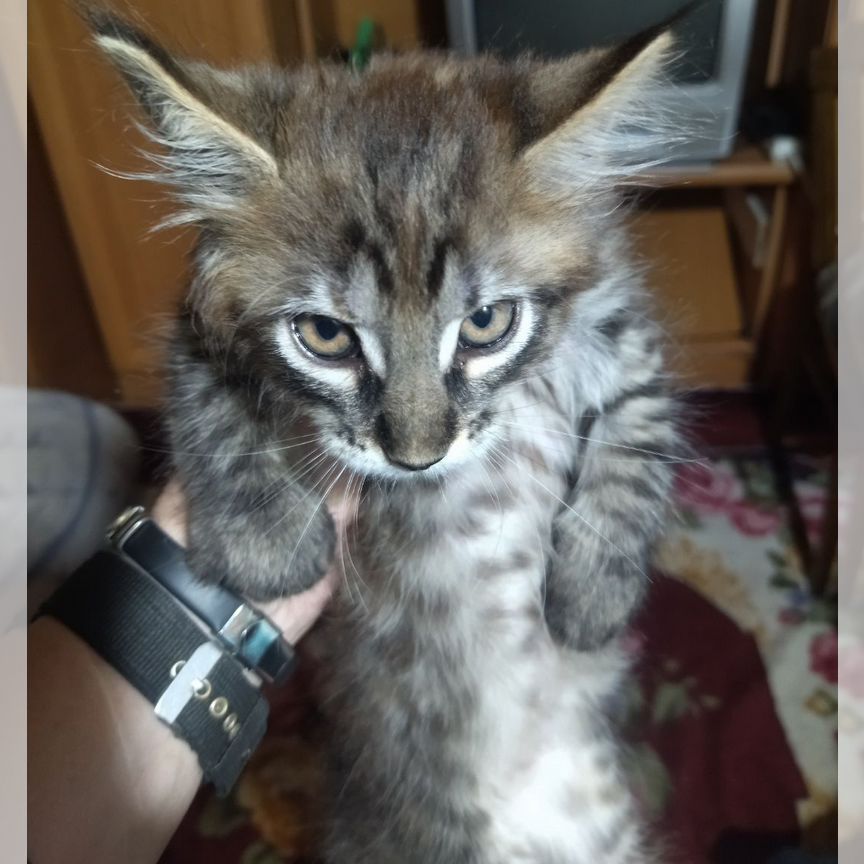 Котята мейн-кун