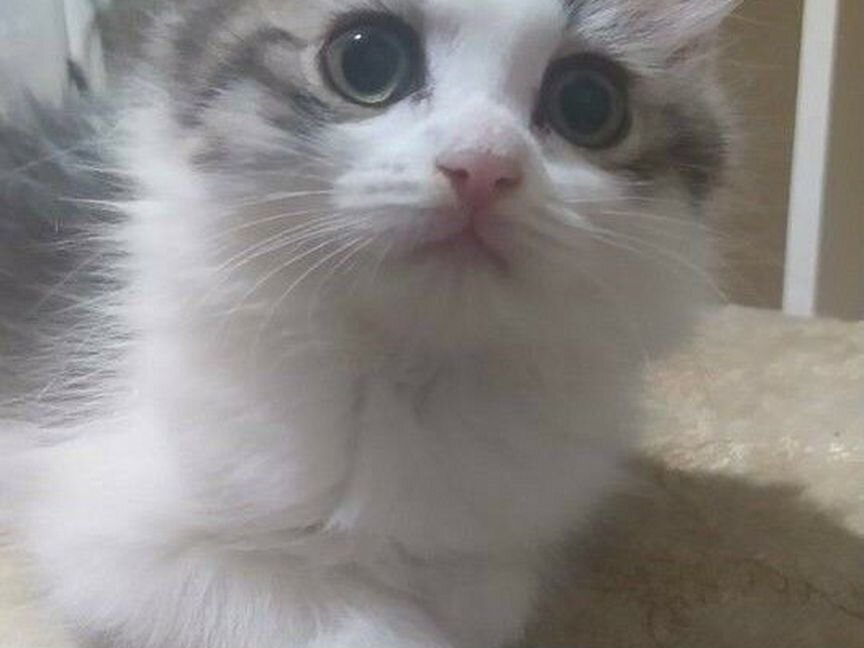 Шотландская кошечка