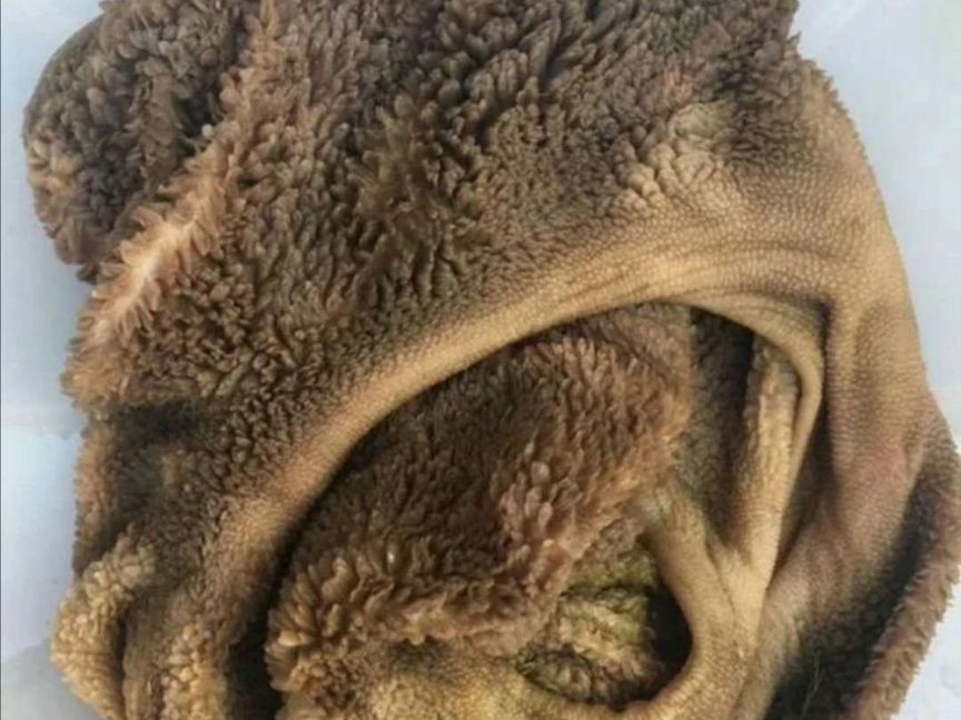 Рубец бараний