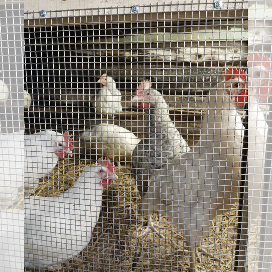 Продажа петухов