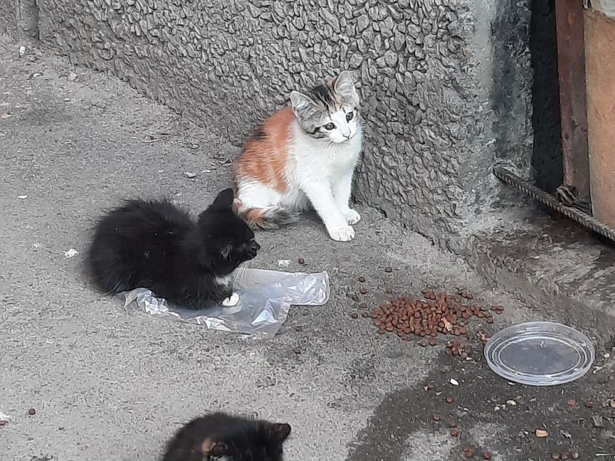 Котята в добрые руки