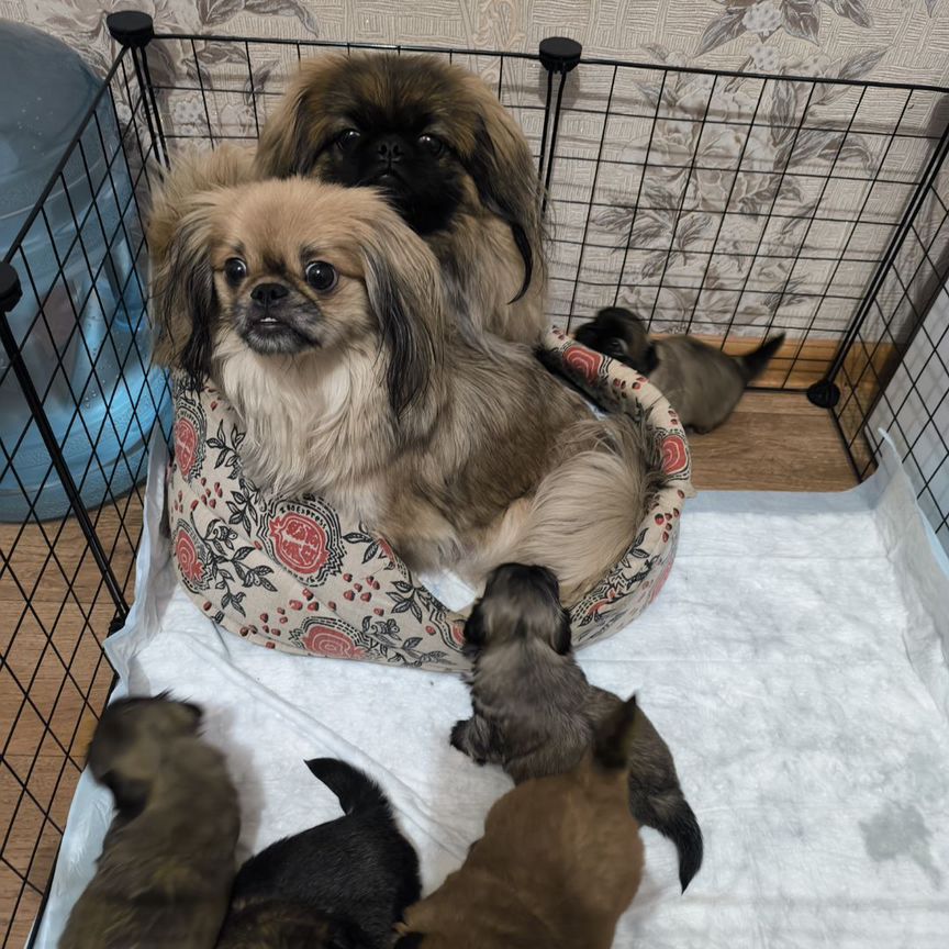 Щенки пекинеса