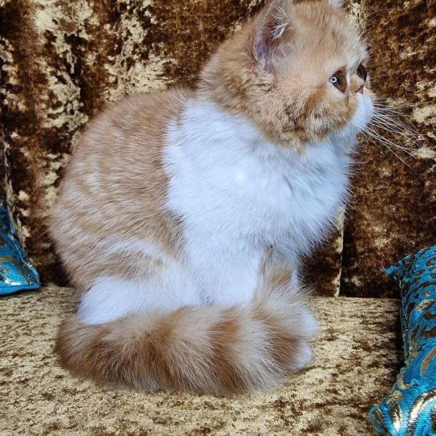 Экзотический котенок
