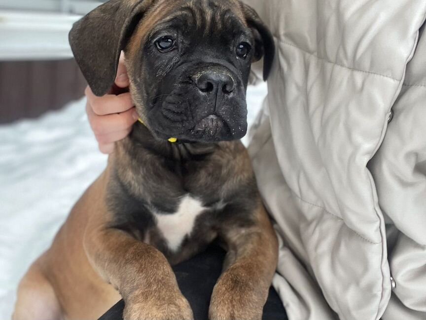 Плюшевые щенки кане корсо