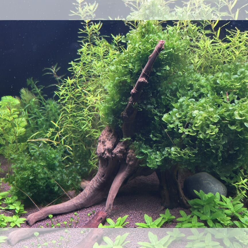 Аквариумные растения