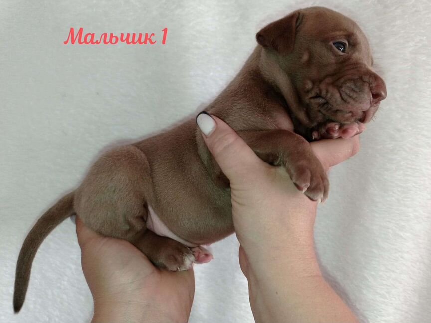Питбуль -щенки
