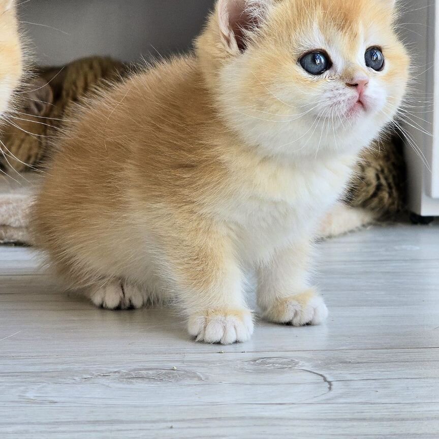 Британские золотые котята