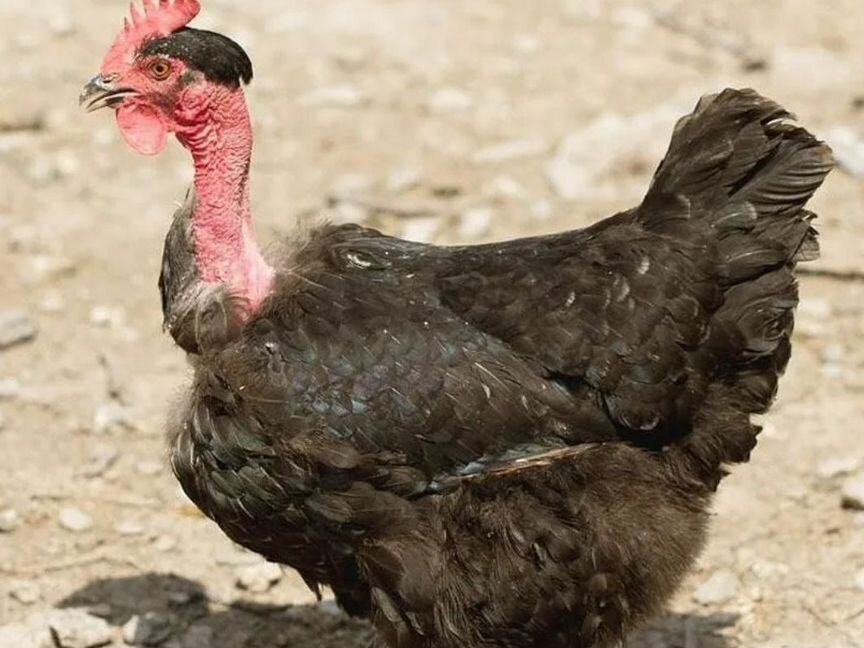 Куры петухи голошейки